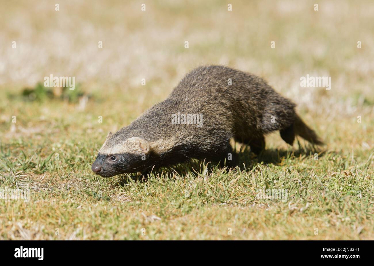 Little grison, in Pampas grassland environment, La Pampa Province ...