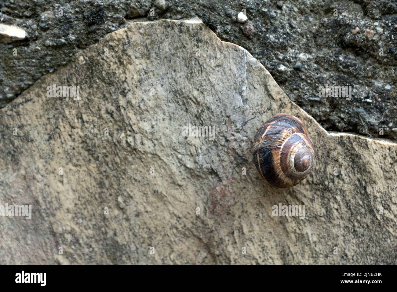 Turkey, at the Bosphorus: snail on the rock Stock Photo - Alamy