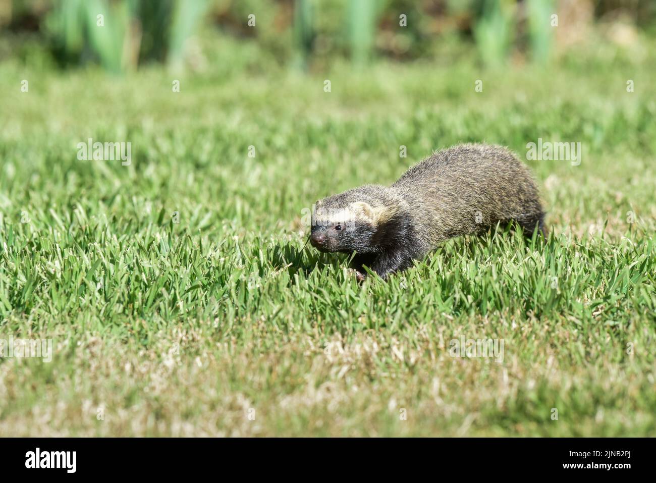Little grison, in Pampas grassland environment, La Pampa Province ...