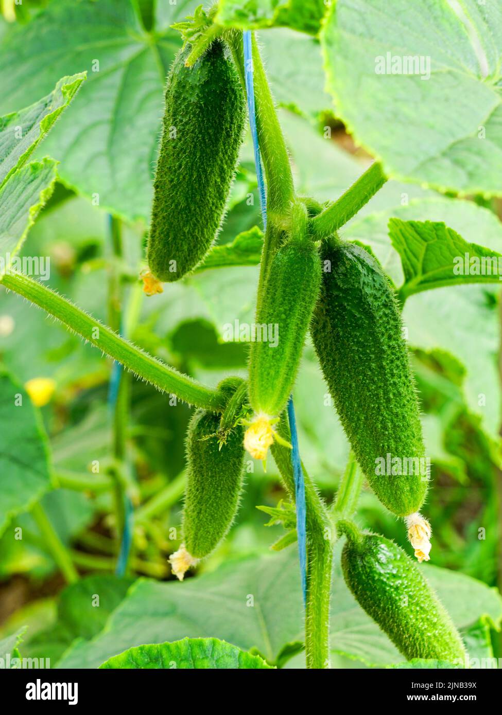 Vegetable greenhouse view with growing and flowering fresh green baby ...