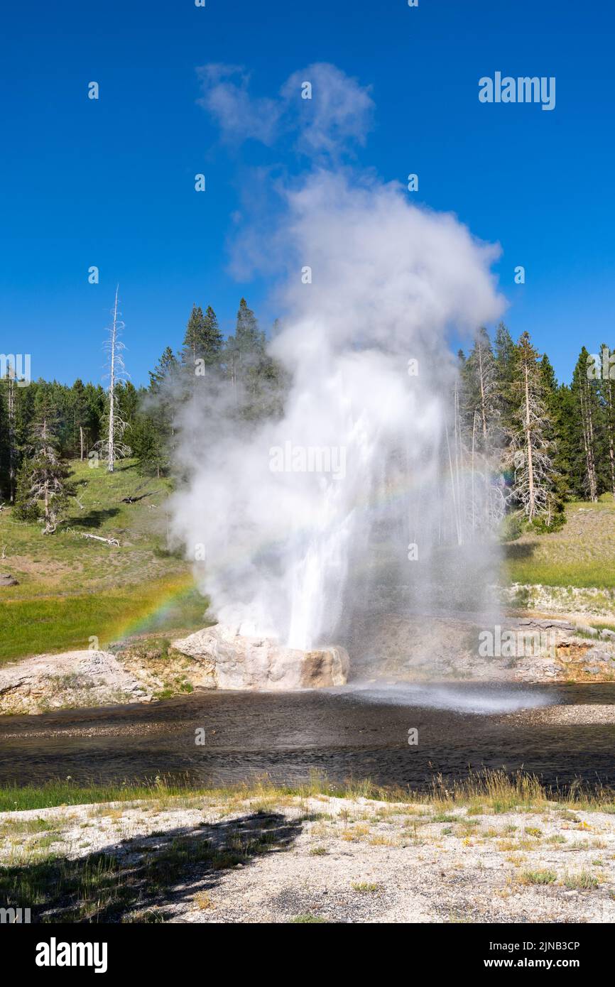 Riverside Geyser erupts in Yellowstone National Park, with a rainbow in ...