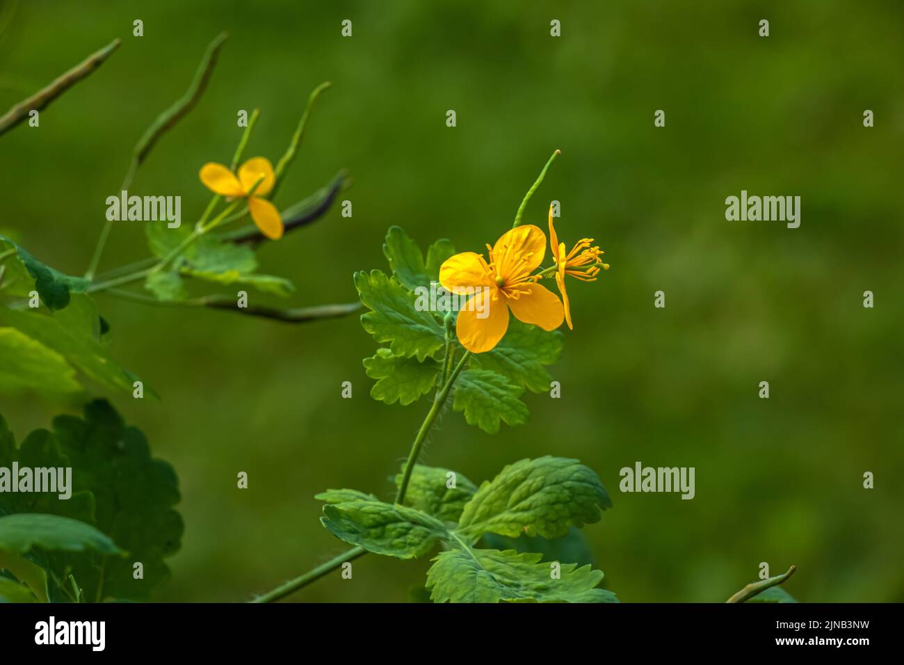 Celandine is a plant with yellow flowers and green leaves. Medicinal ...