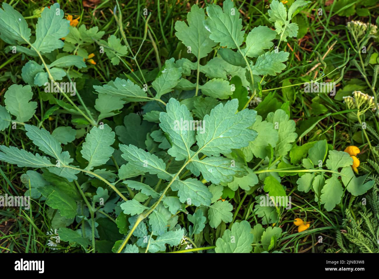 Celandine is a plant with yellow flowers and green leaves. Medicinal ...