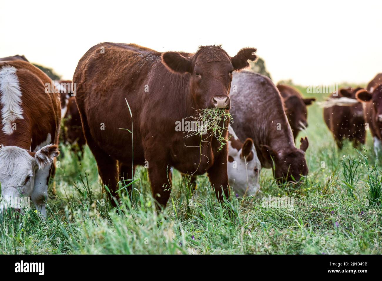 Cattle raised with natural pastures, meat production in the Argentine ...