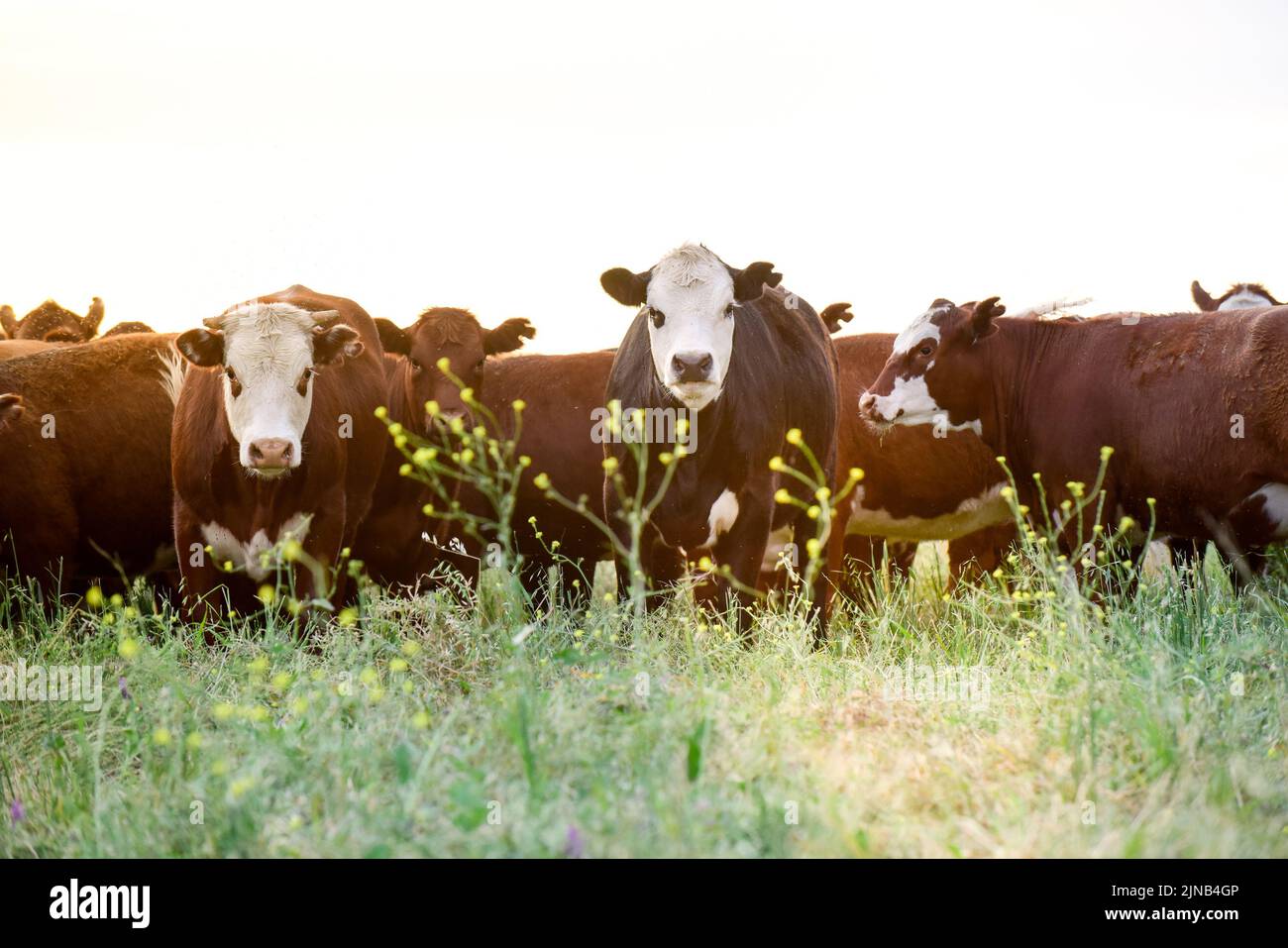 Cattle raised with natural pastures, meat production in the Argentine ...