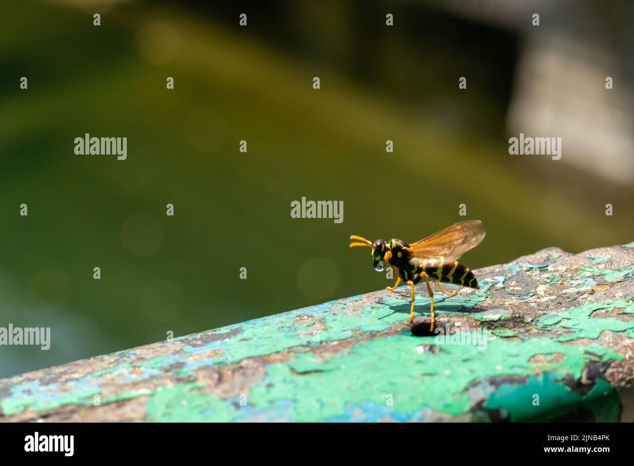Wasp close-up. Yellow pattern on the black body of the wasp. Blurred ...