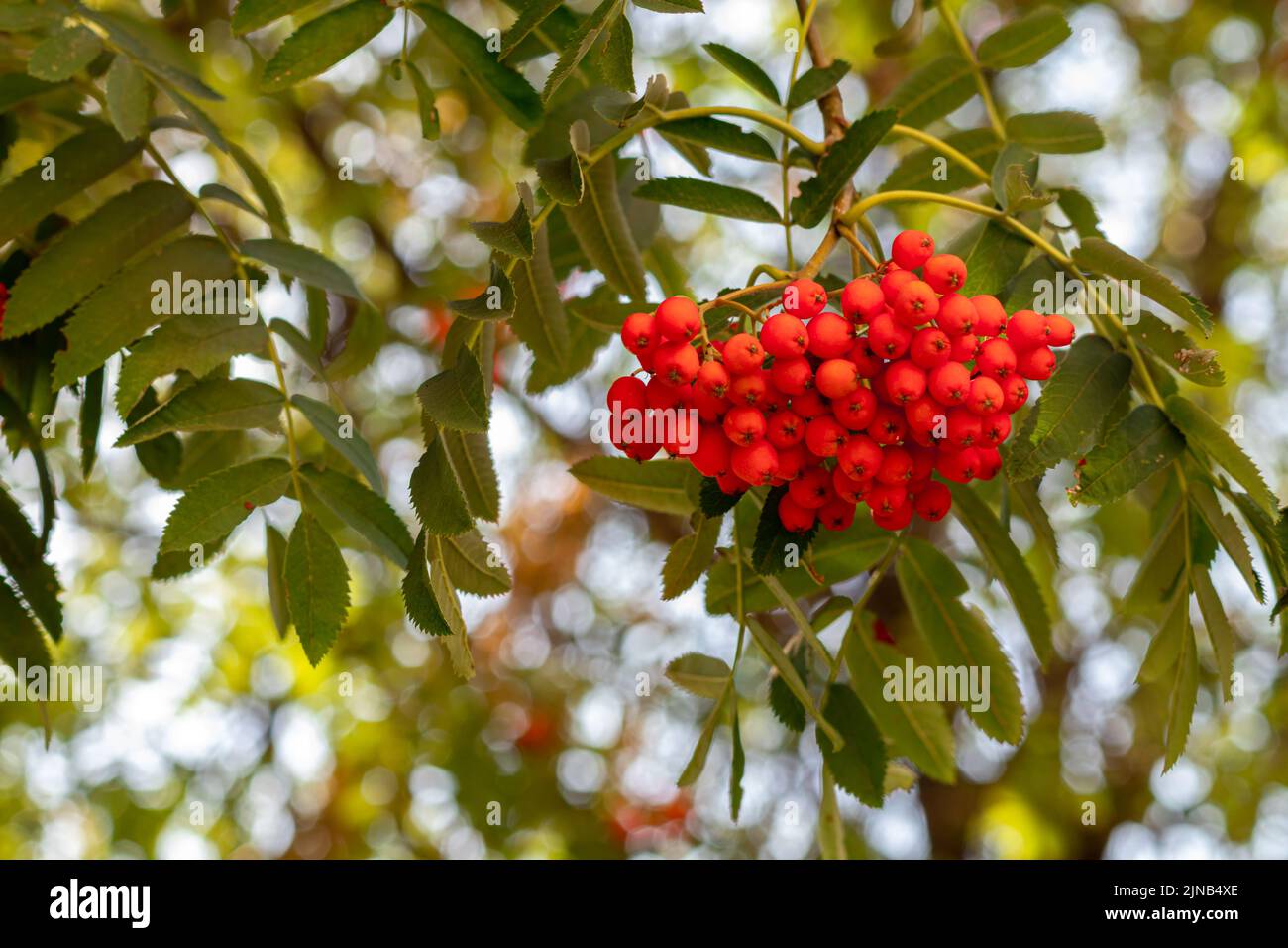 Red rowan berries on a tree branch with green leaves in nature. Sorbus ...