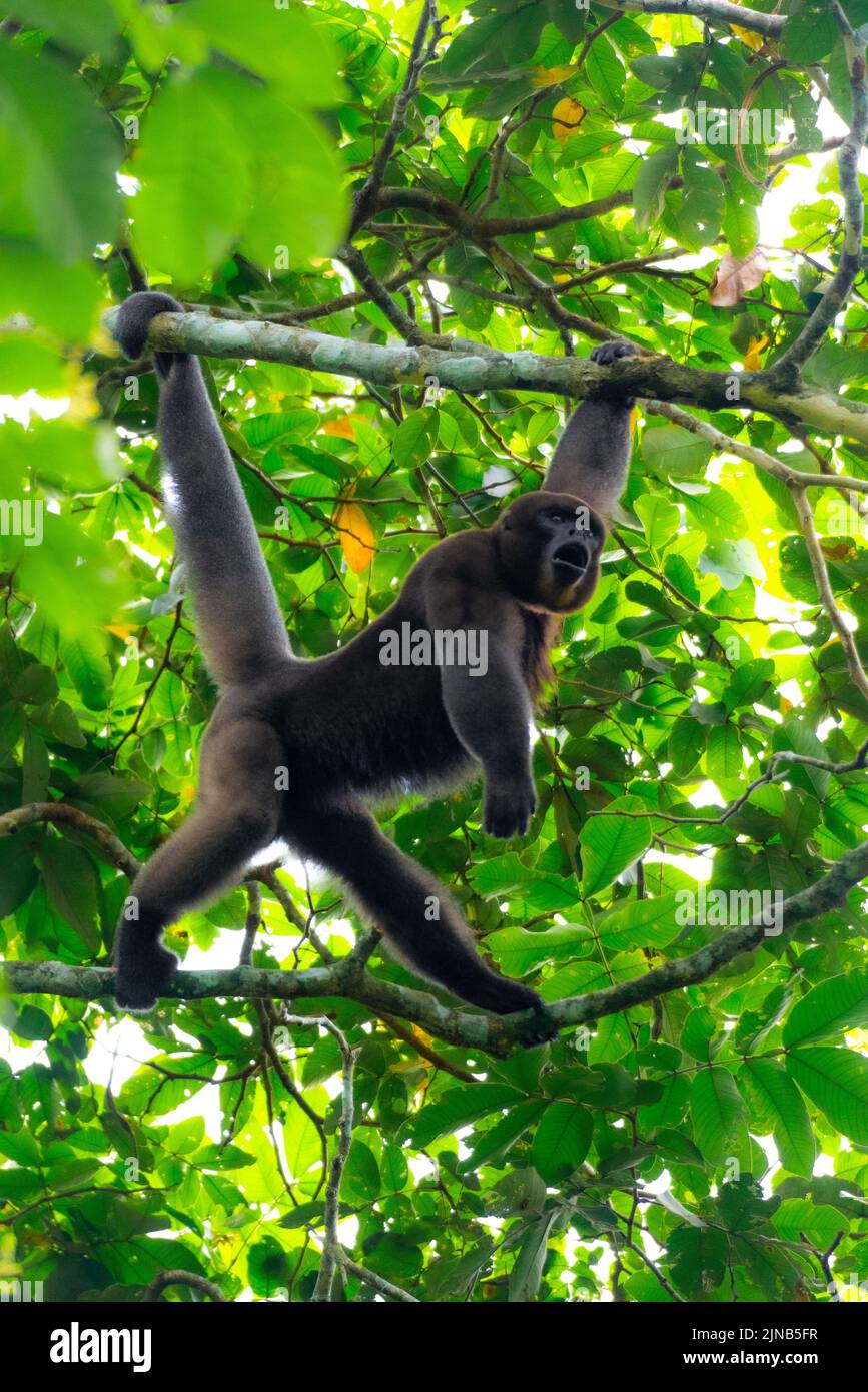 A brown woolly monkey (Lagothrix lagothricha) walking on a forest tree ...
