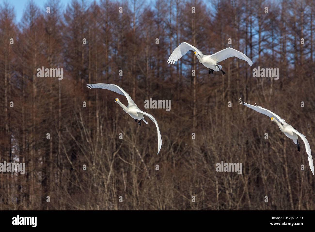 Three whooper swans flying against trees in a forest Stock Photo - Alamy
