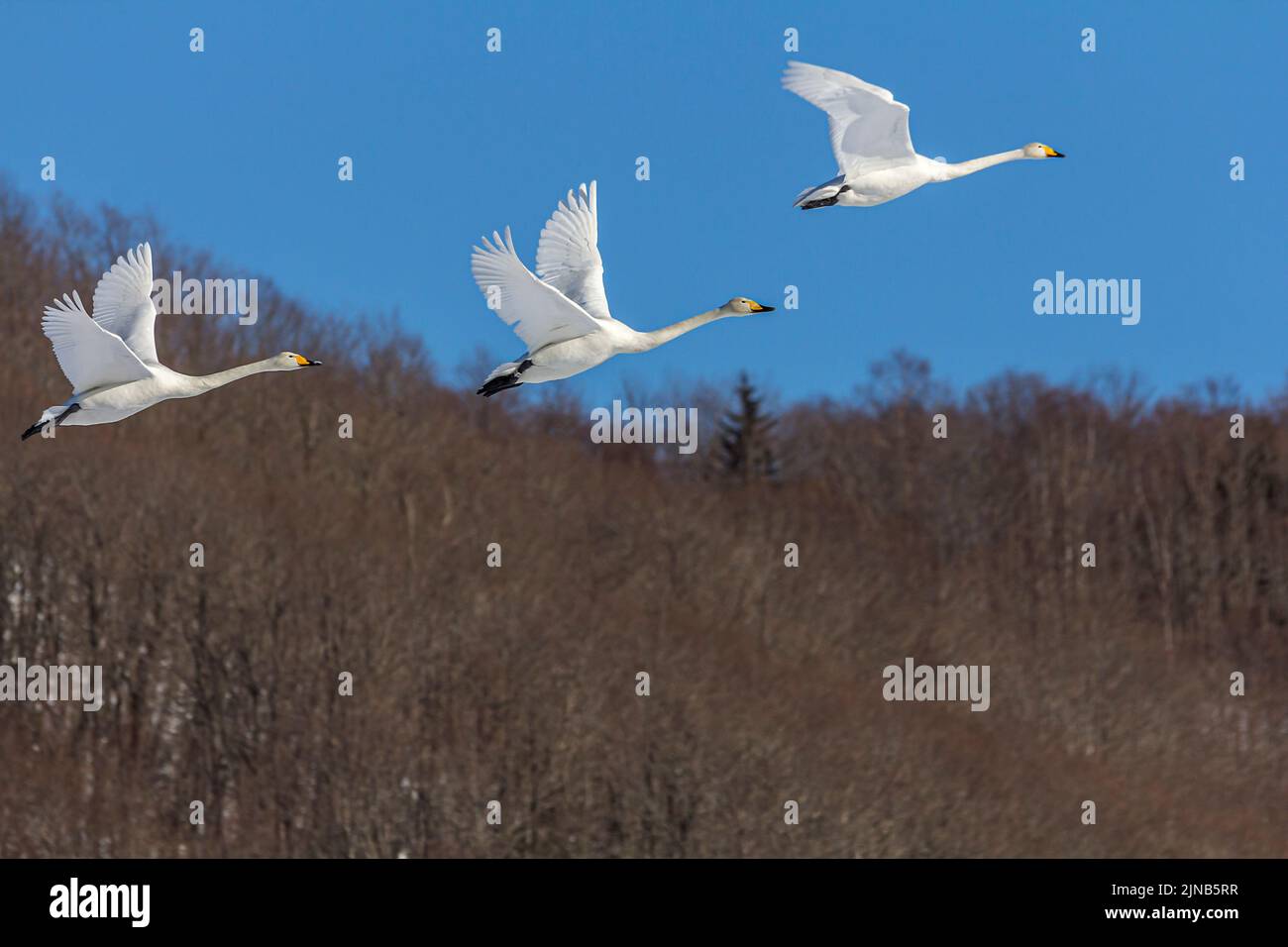 Three whooper swans flying against trees and blue sky Stock Photo - Alamy