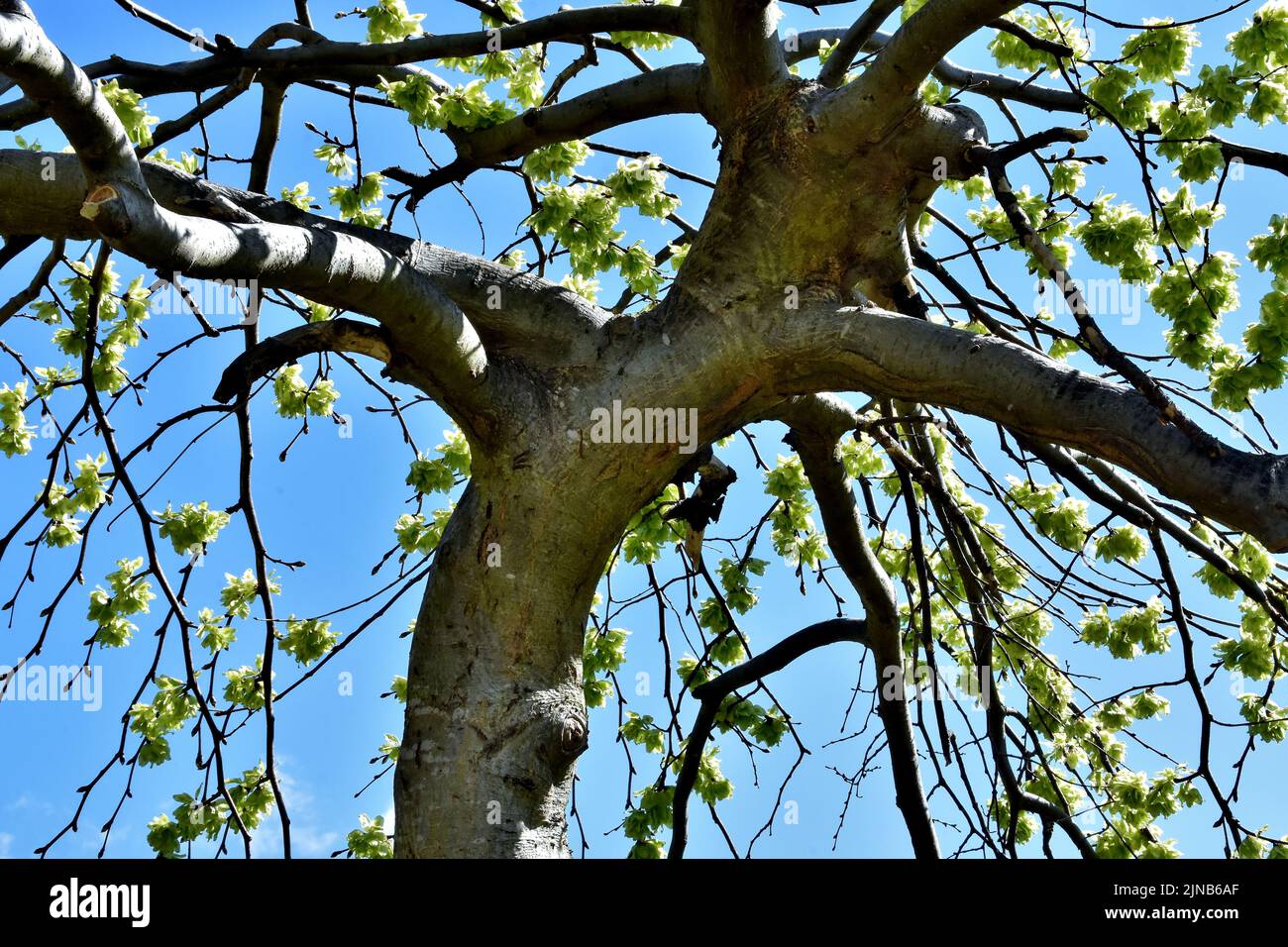 A closeup of an elm tree with branches with flowers in the blue sky ...