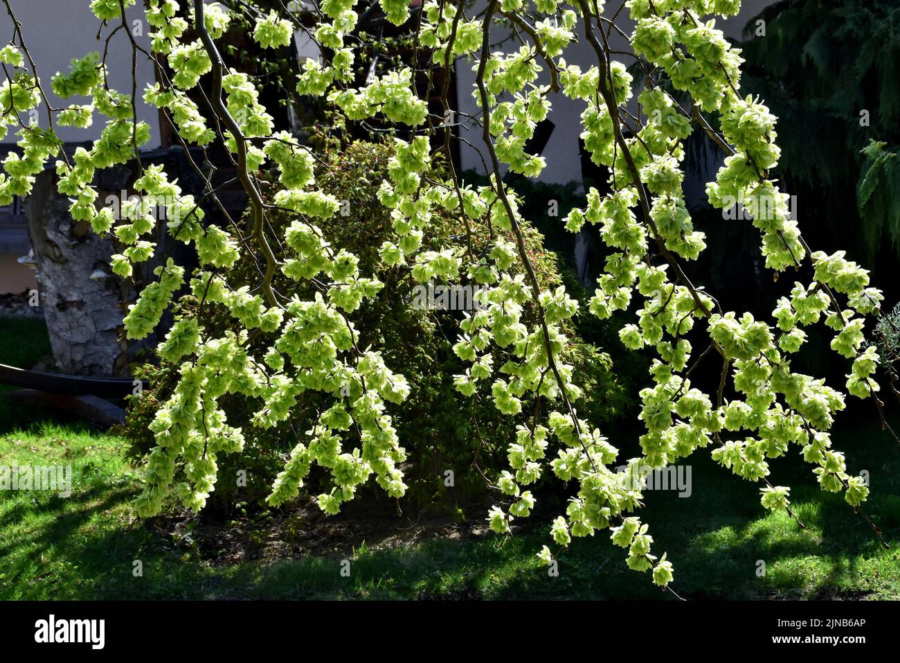 Elm flowers hi-res stock photography and images - Alamy