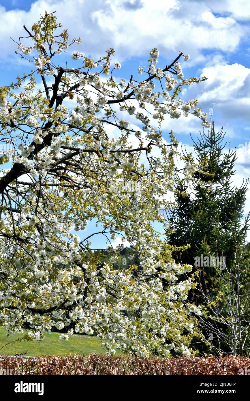 A vertical shot of a blooming cherry blossom tree and a pine tree on a ...