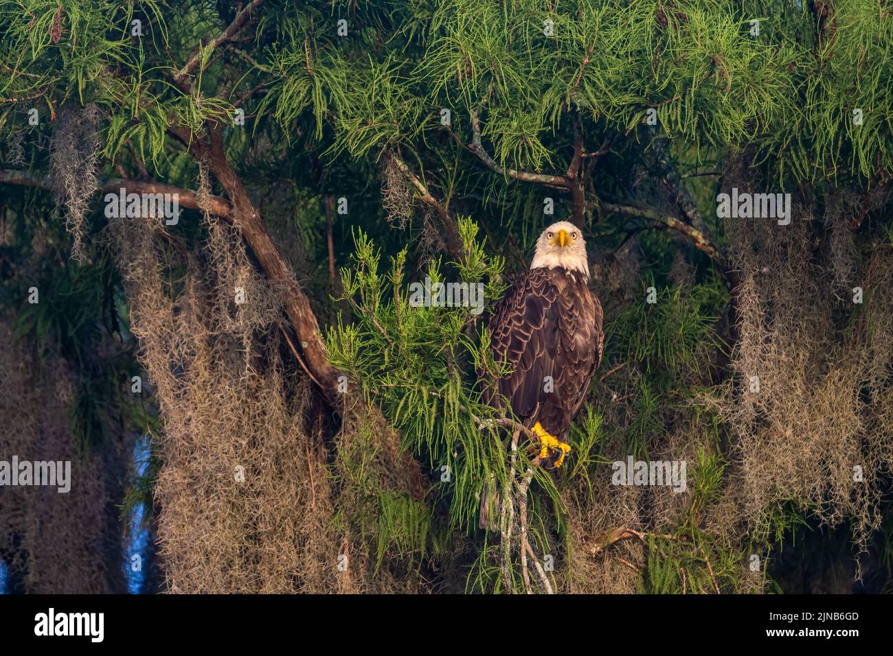 A bald eagle perched on a tree Stock Photo - Alamy