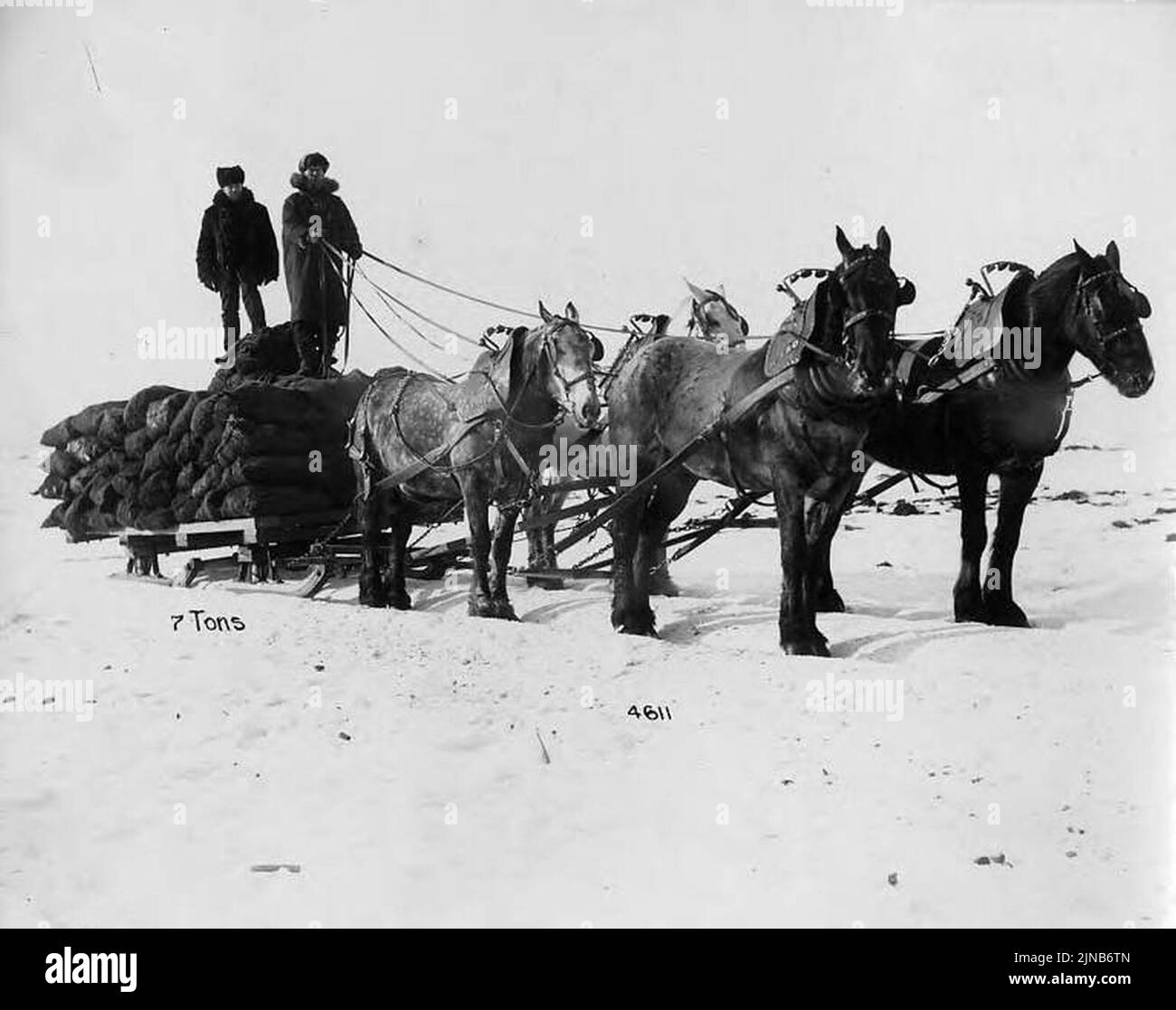 Team of horses hauling sacks on a sleigh, Alaska, circa 1906 (AL+CA ...