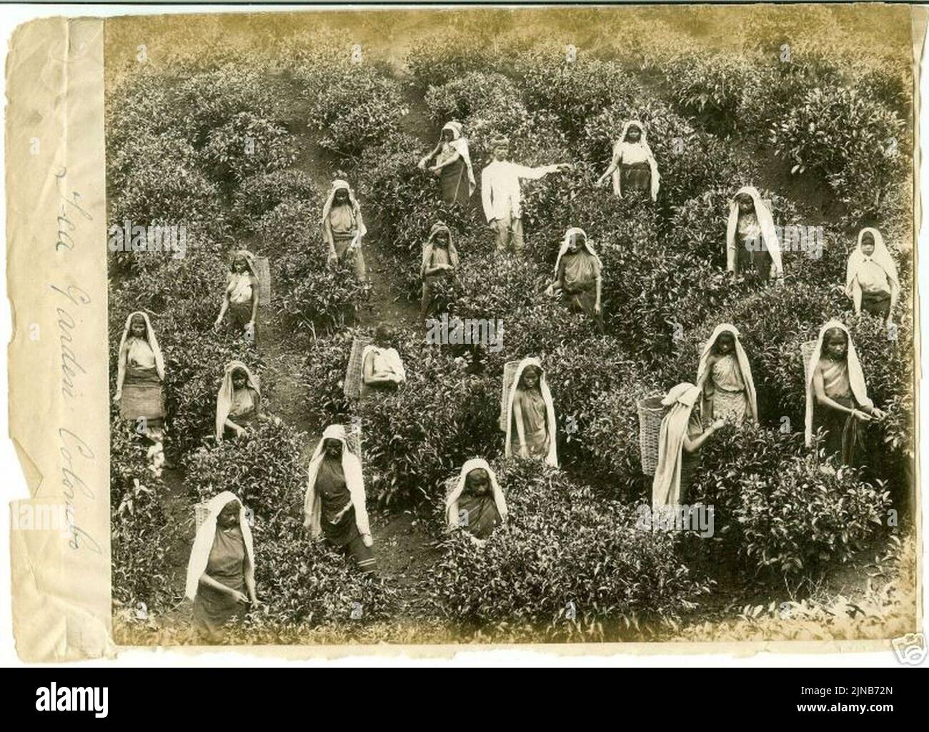 Tea-pickers, Columbo, Ceylon; an albumen photo, late 1800's Stock Photo ...