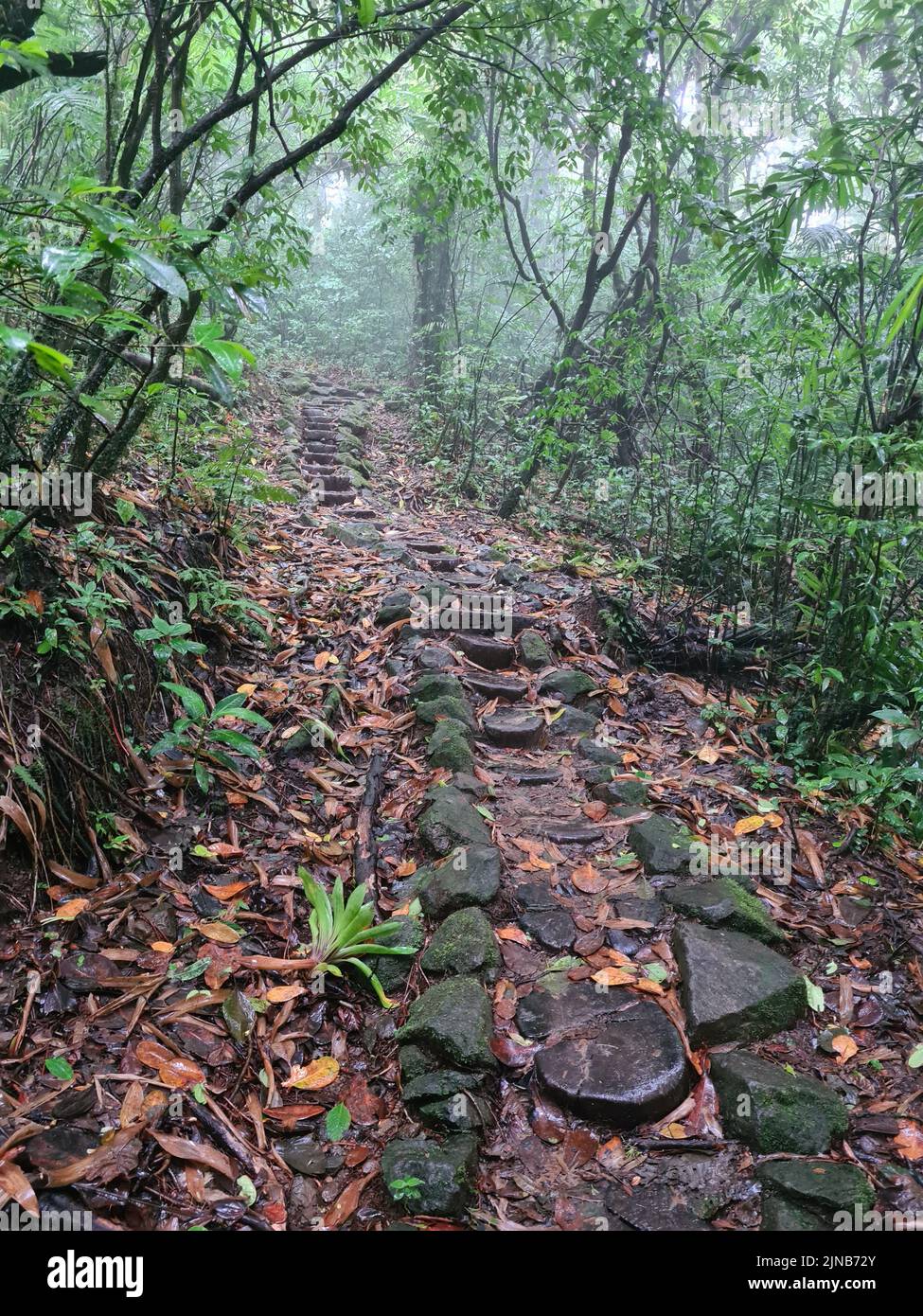 Stone path in rainforest background. Natural hiking Stock Photo - Alamy