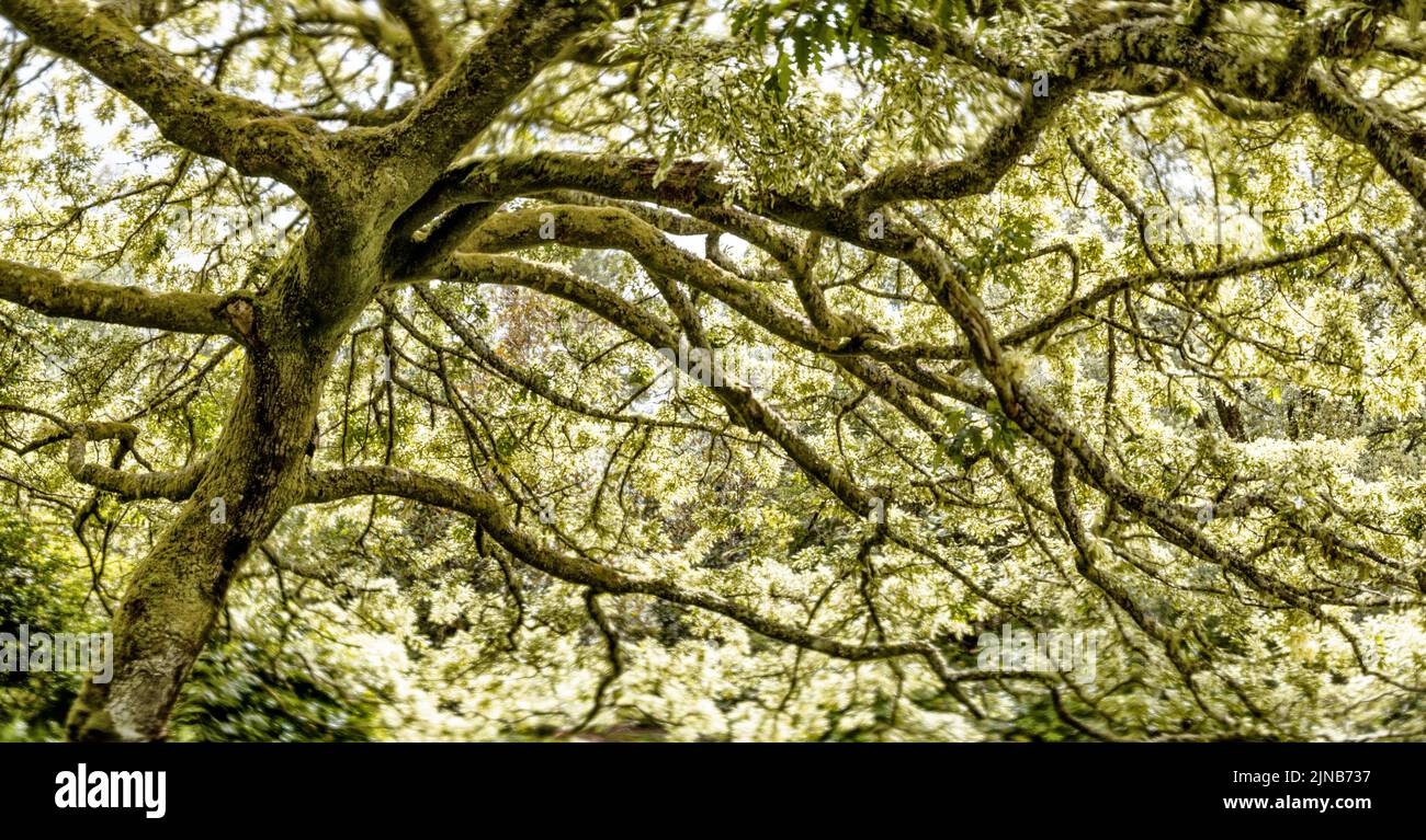 A soft focus panorama view of an old variegated oak with many branches ...