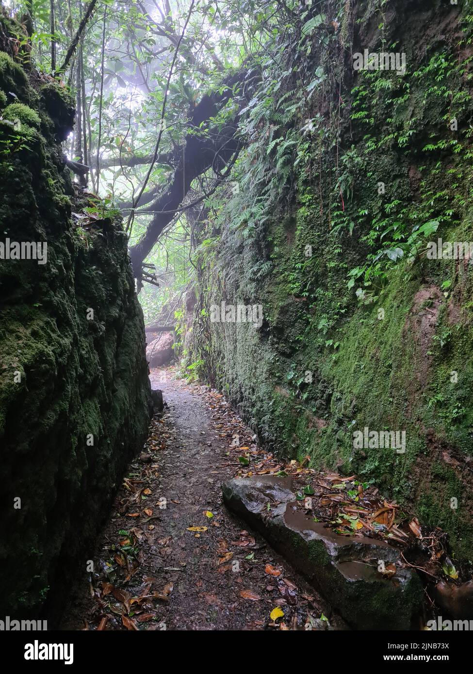 Narrow path in rock stones. Moisty tunnel in trail adventure Stock ...