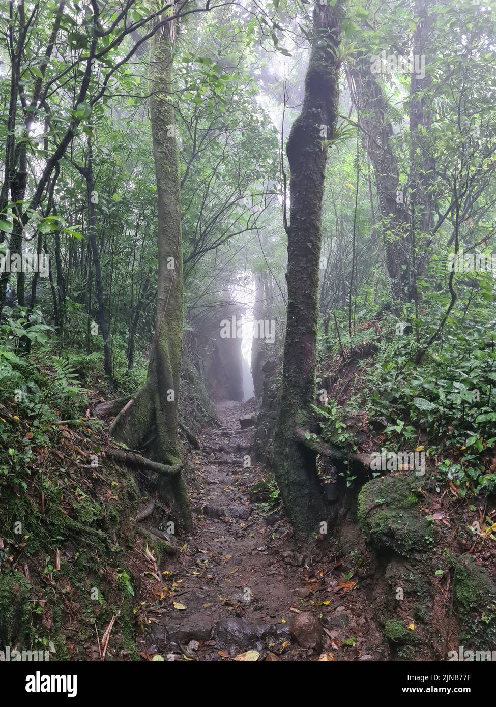 Natural tunnel between rocks. Narrow path in jungle Stock Photo - Alamy