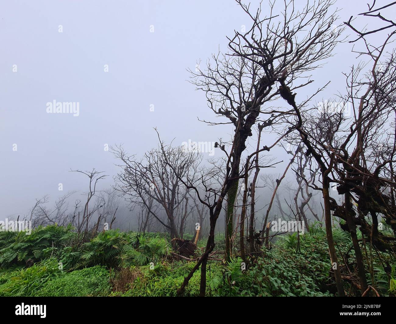 Damaged tree after volcano smoke. Burn tree trunk Stock Photo - Alamy