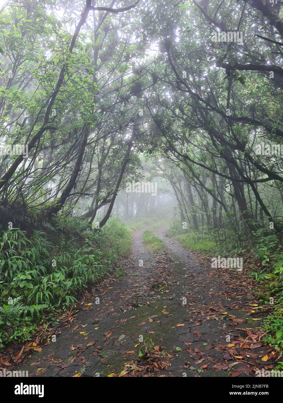 Hiking misty foggy path. Road around foggy trees Stock Photo - Alamy