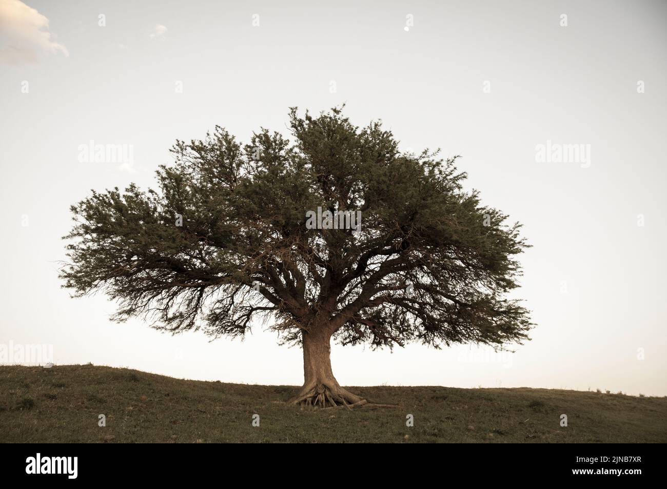Calden tree, Prosopis Caldenia, in Pampas environment, La Pampa ...