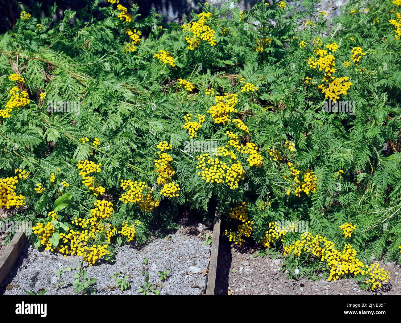 Dyer's garden, St Fagans National Museum of History, Amgueddfa Werin ...
