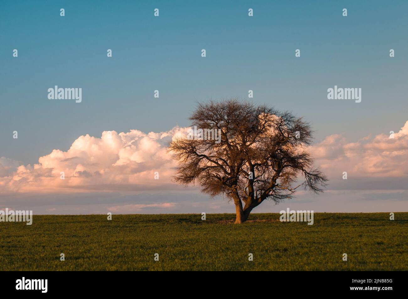 Calden tree, Prosopis Caldenia, in Pampas environment, La Pampa ...