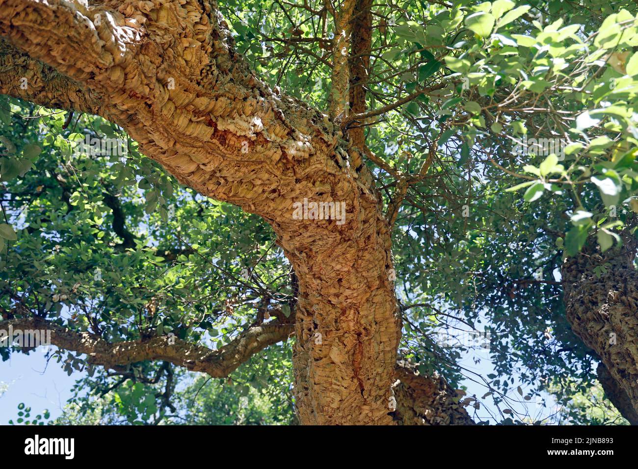 Cork oak, Quercus suber,.St Fagans National Museum of History ...