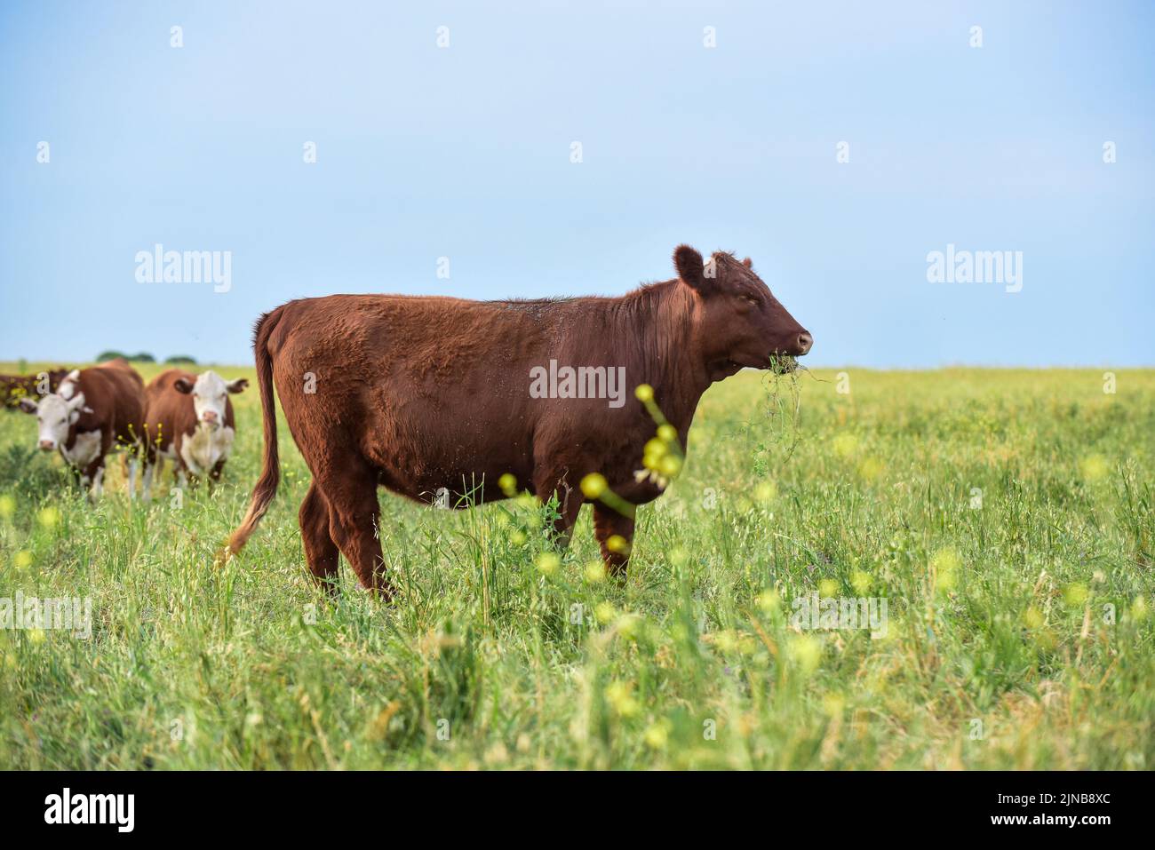 Cattle raised with natural pastures, meat production in the Argentine ...