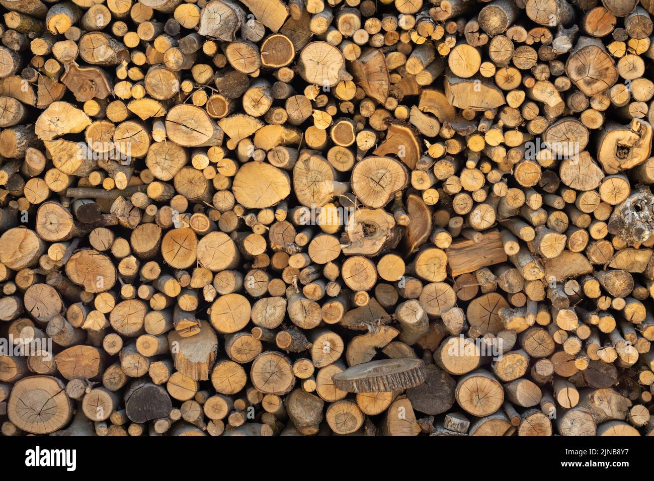 Cross section of tree trunks background. Cutting tree trunks placed ...