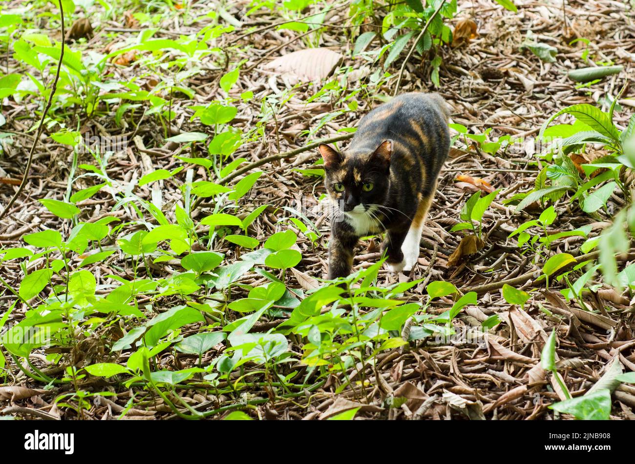 A three-colored Calico cat walking in the area with green leaves Stock ...