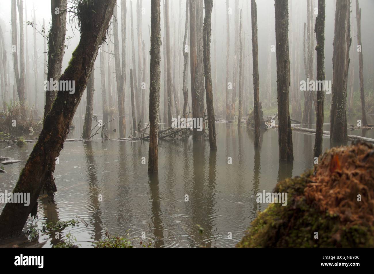 An overcast day in the swamp with tree stumps and duckweed on a rainy ...