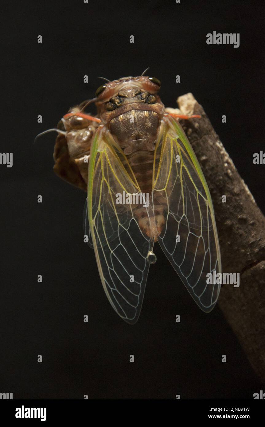 A macro of a cicadas with green transparent wings on the wooden branch ...