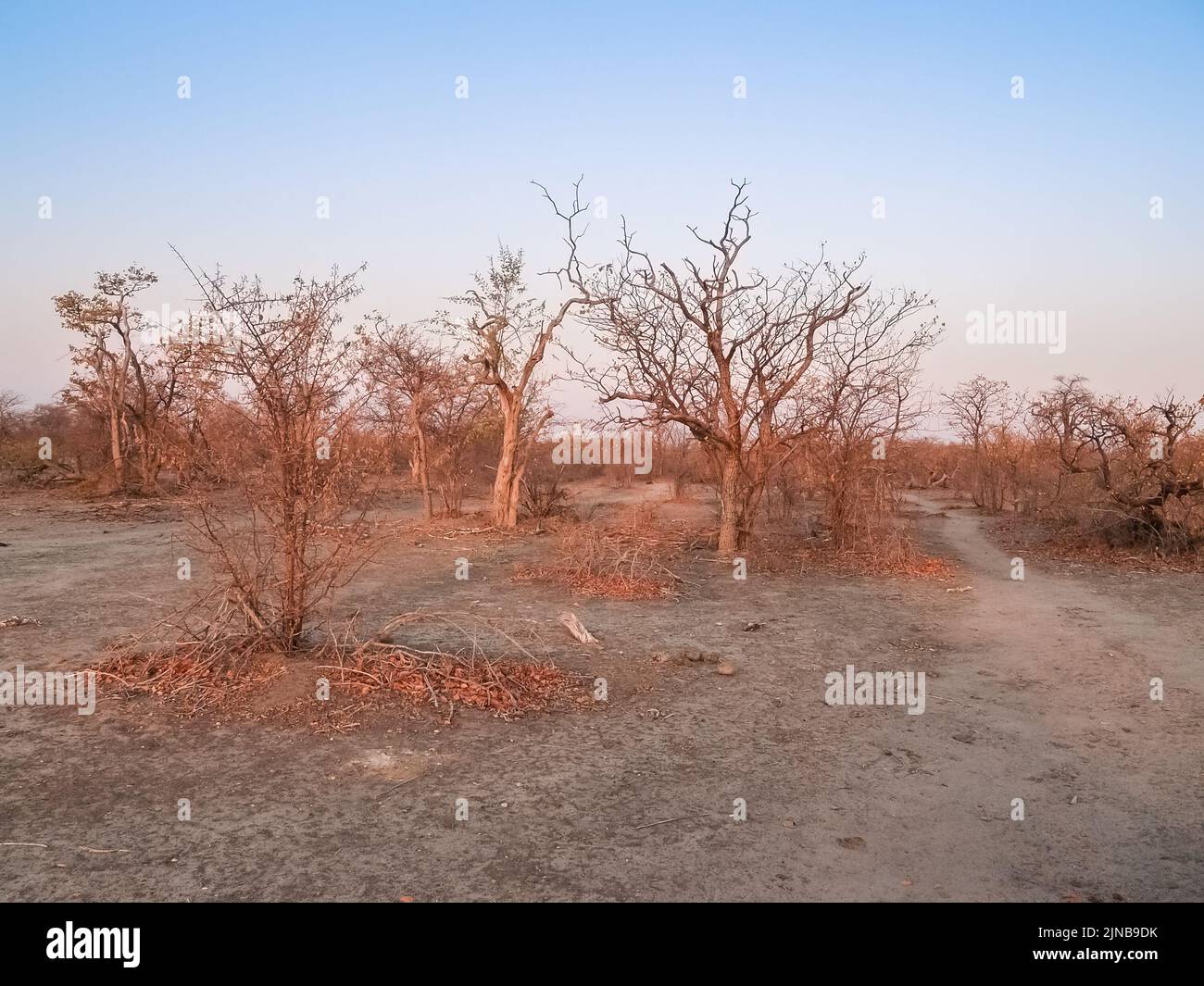 Red hue and leafless trees under blue sky over arid landscape in ...