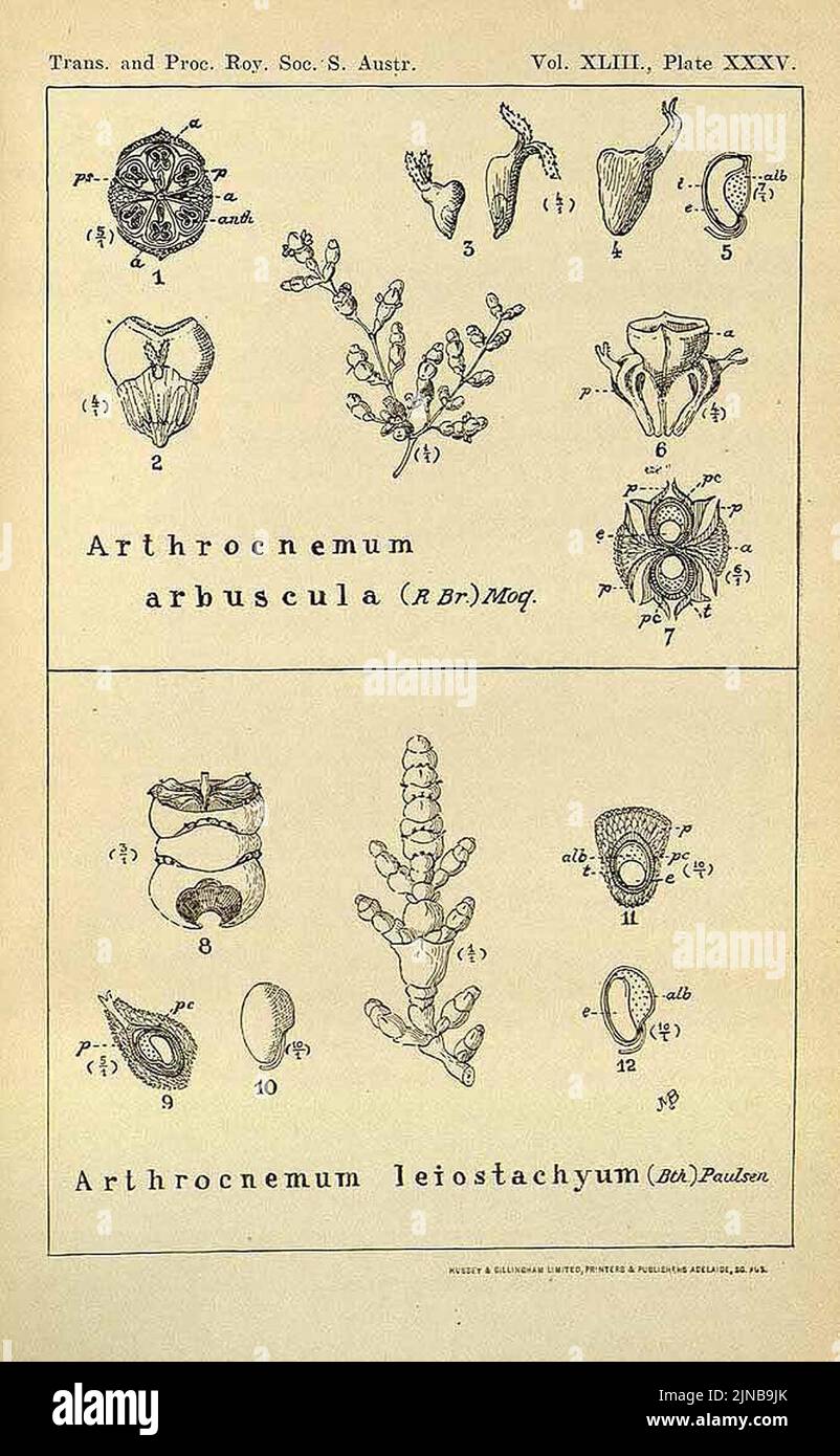Tecticornia arbuscula, Tecticornia indica subsp leiostachya Stock Photo ...