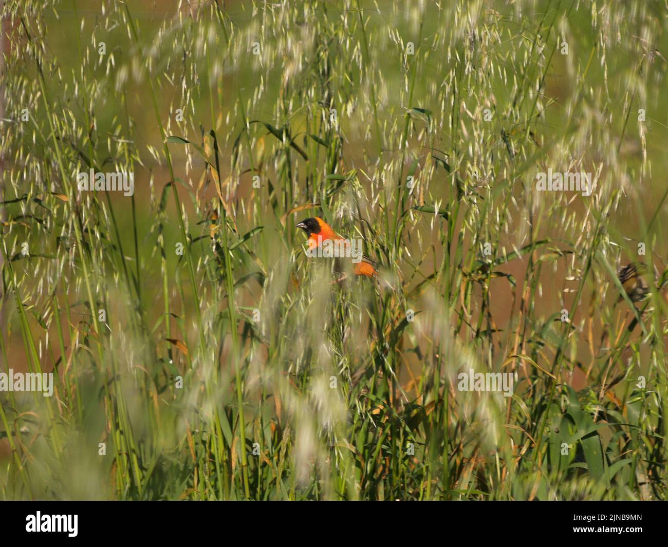 Southern Red Cardinal bird hiding in long green grass.in South Africa ...