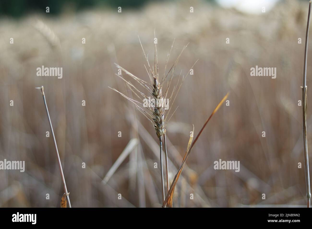 Blurred corn hi-res stock photography and images - Alamy