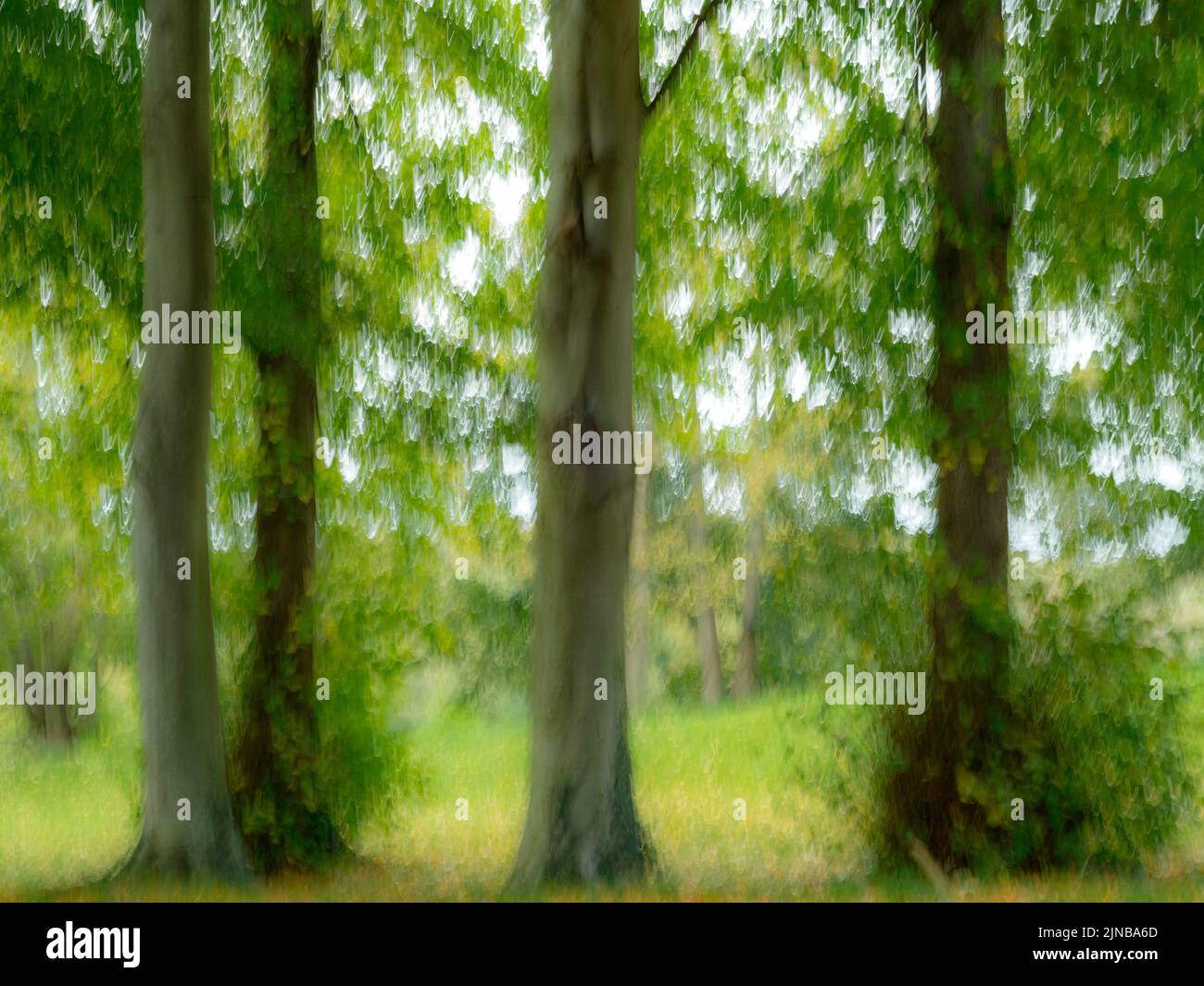 Elongated forest trees hi-res stock photography and images - Alamy