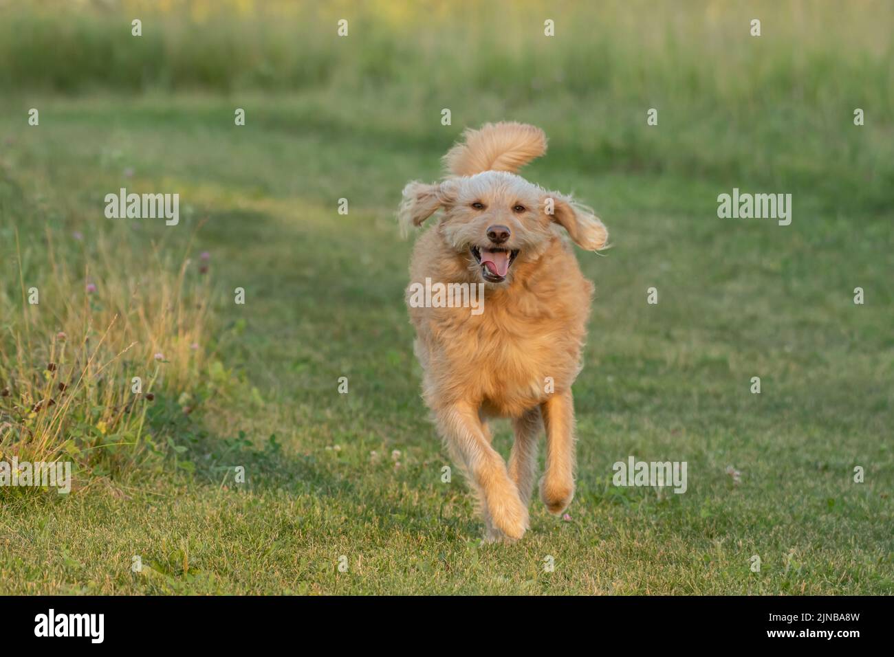 Happy labradoodle running through field of grass Stock Photo - Alamy