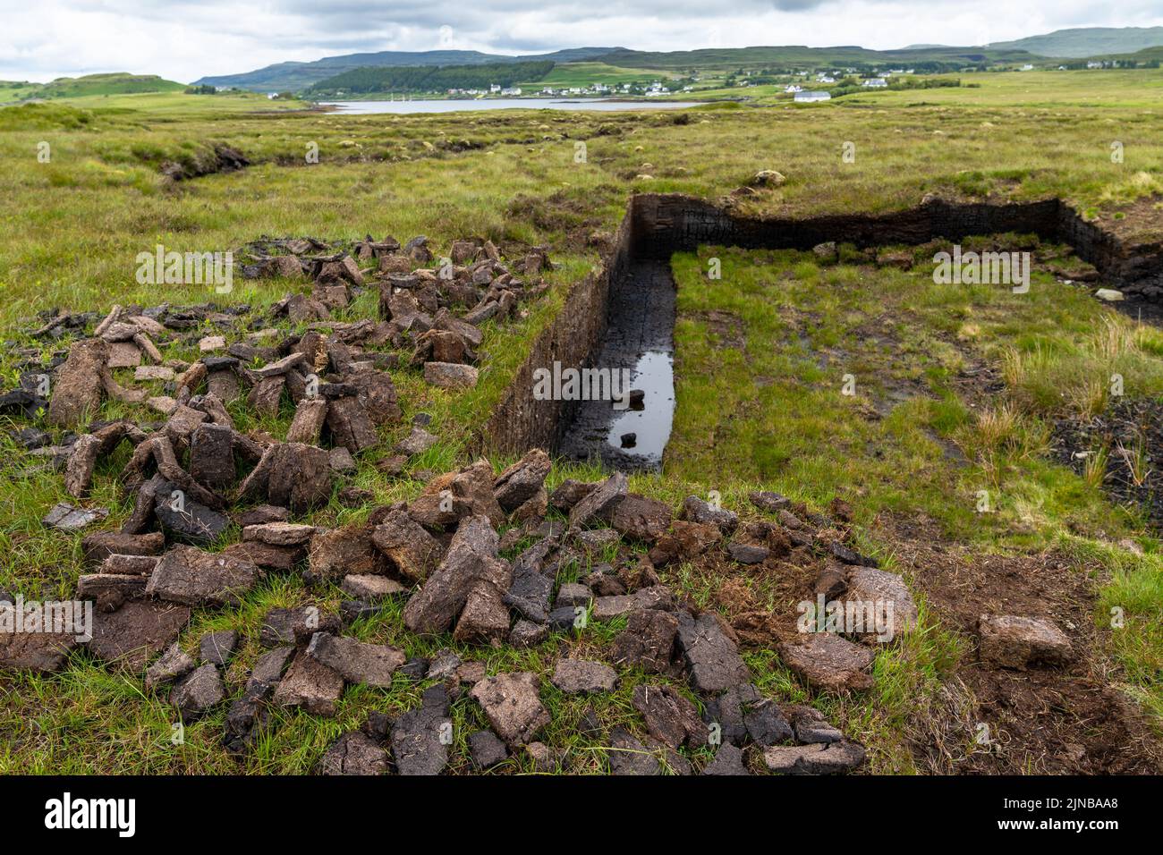 Many fresh cut peat slices drying in the summer in a Scottish moor ...