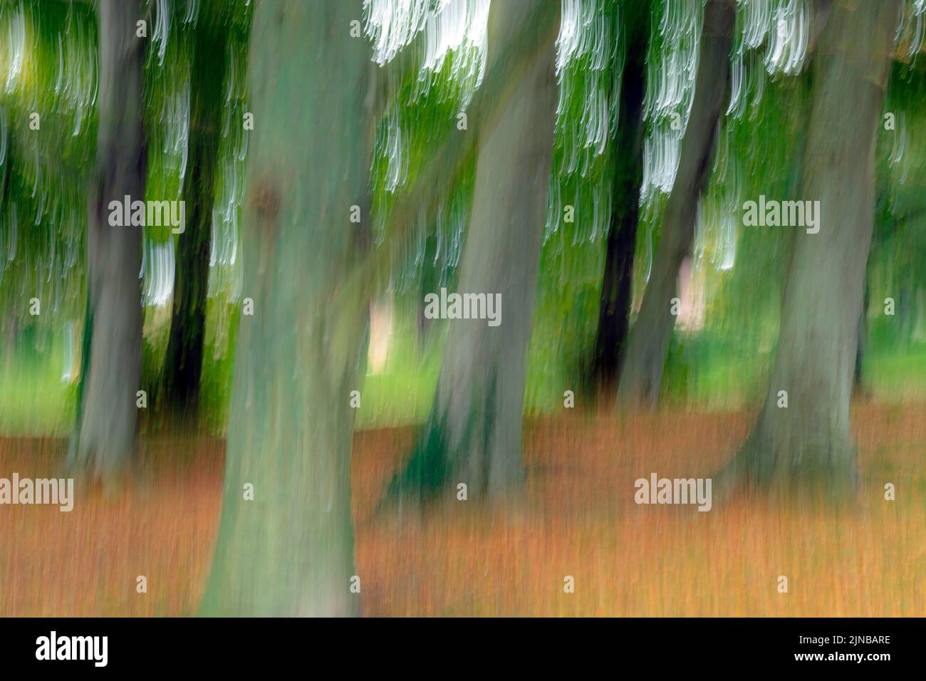 Abstract of tree in forest Stock Photo - Alamy