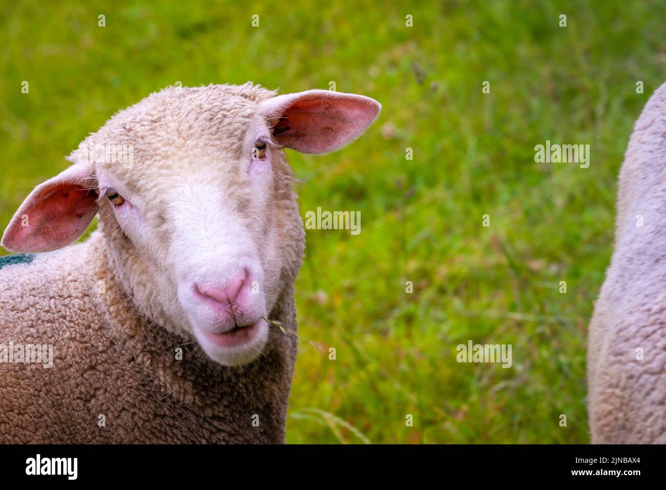 Sheep looking at camera on the road in Aurland, western Norway Stock ...