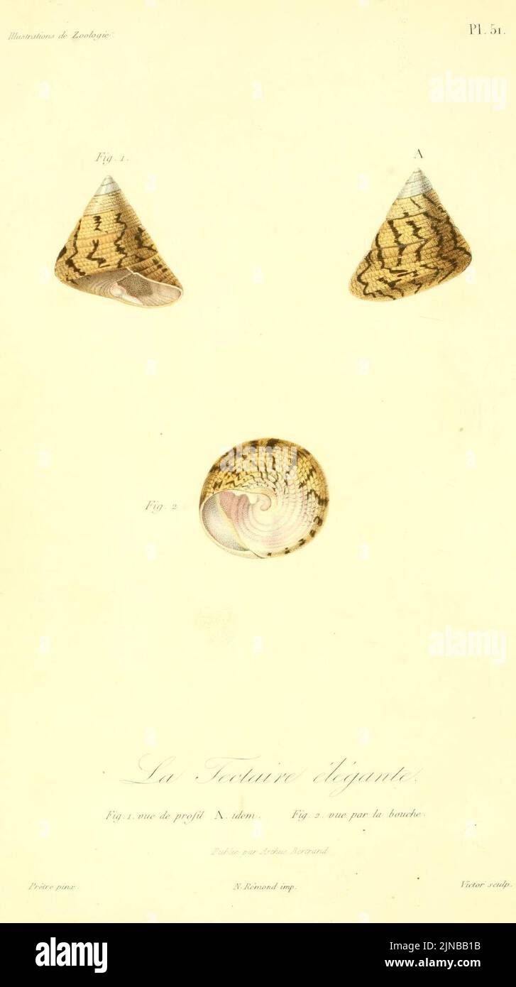 Tegula hi-res stock photography and images - Alamy