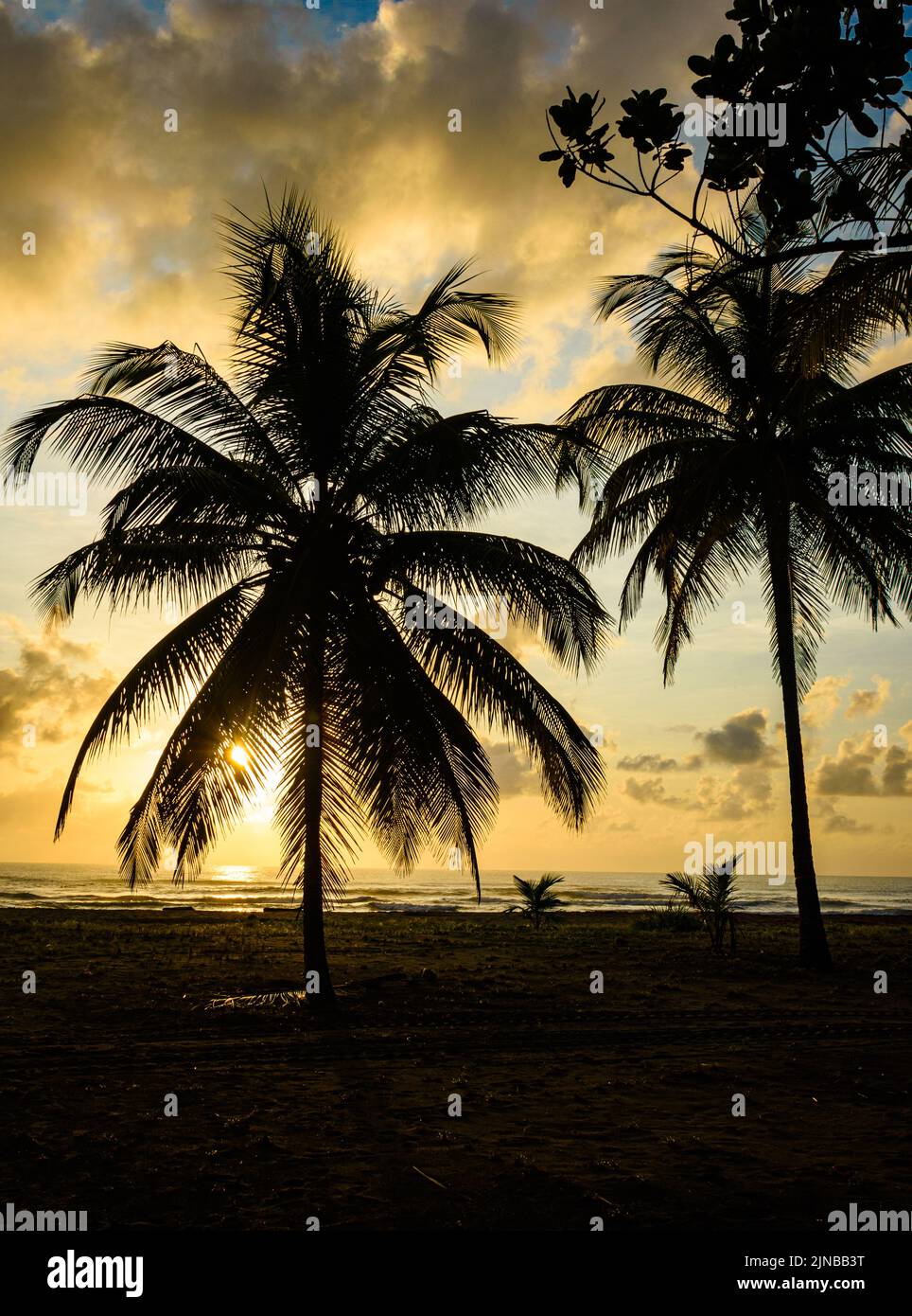Palm trees on beach in Costa Rica Stock Photo - Alamy