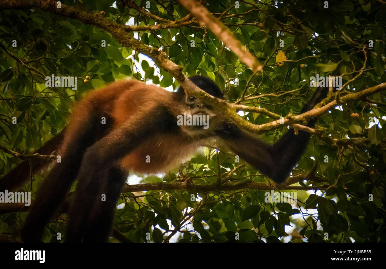 Geoffroy's spider monkey is one of the largest New World monkeys Stock ...