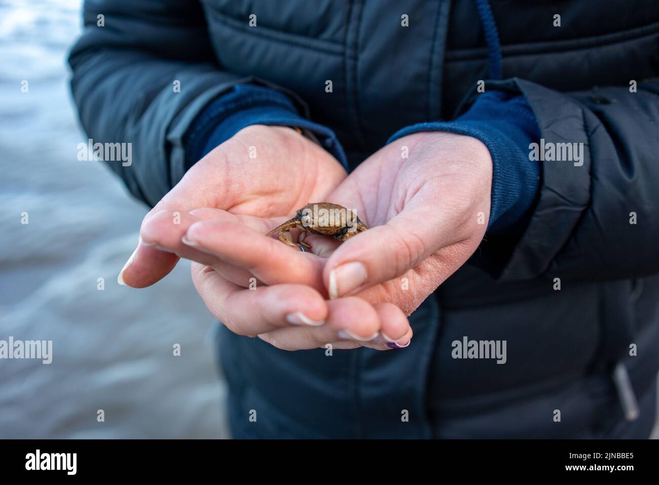 A female holding a small crab in the palm of her hand while on a cold ...