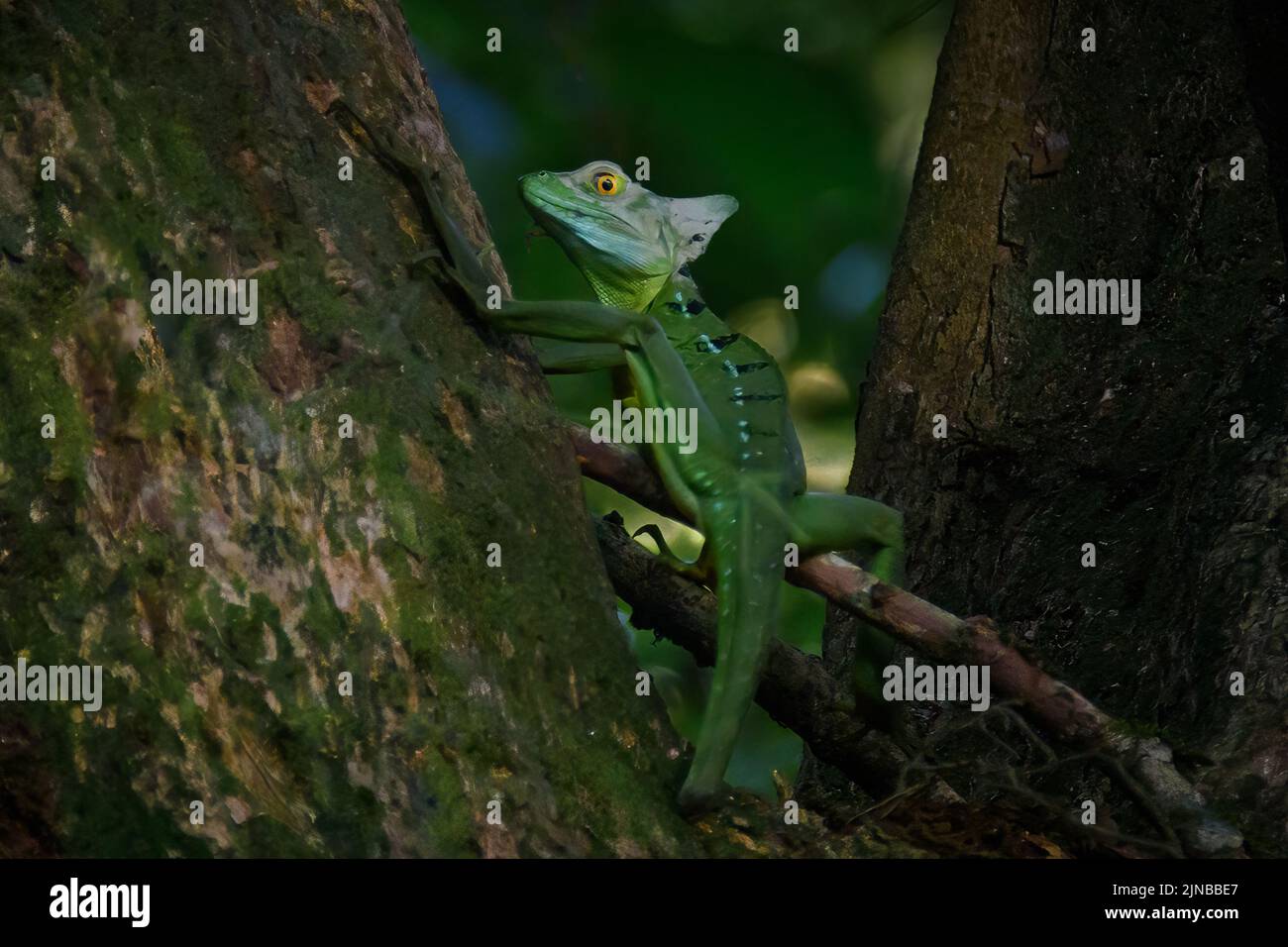 Green basilisk lizard in Costa Rica Stock Photo - Alamy