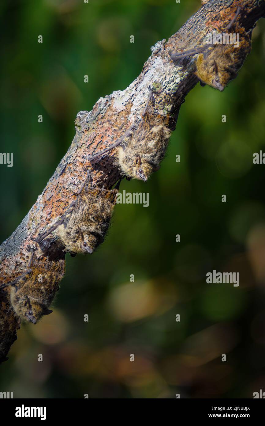 Long-nosed bats in rain forest in Costa Rica Stock Photo - Alamy